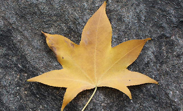 Lookalike Leaves: How to Tell the Difference Between Maple Tree ... Lookalike Leaves: How to Tell the Difference Between Maple Tree ...