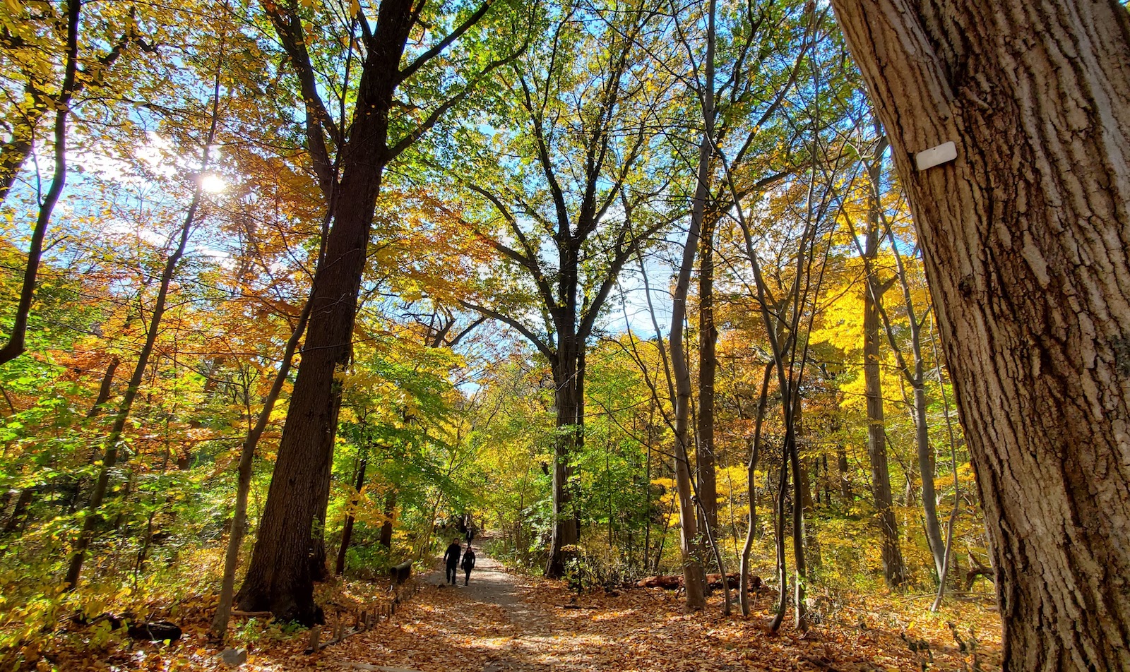 7 Recommended Hiking Trails to See Fall Foliage in NYC : NYC Parks