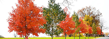 Fall Foliage in New York City: Why Trees Change Colors in Autumn and ...