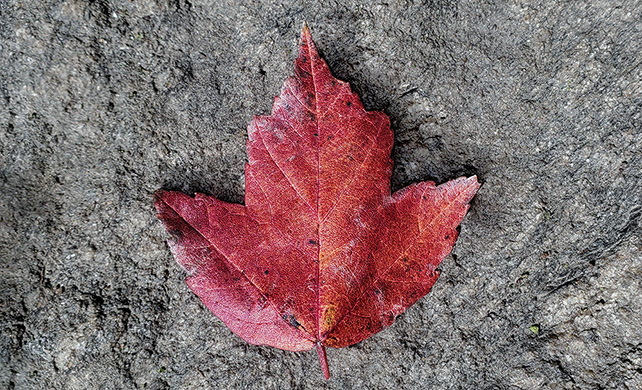 Lookalike Leaves: How to Tell the Difference Between Maple Tree ...