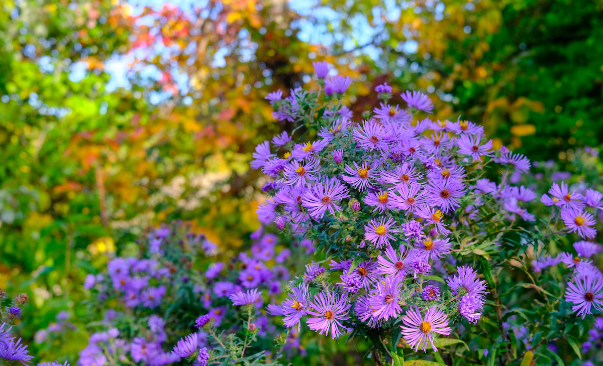 Fall Blooming Plants : NYC Parks
