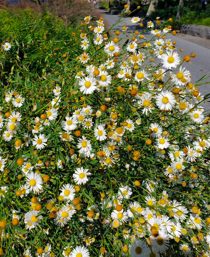 Fall Blooming Plants : NYC Parks