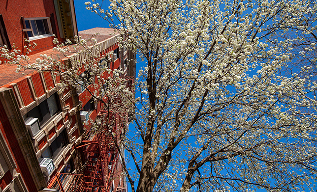 Meet the Top Five Most Common Street Trees in New York City : NYC Parks