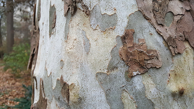 Meet the Top Five Most Common Street Trees in New York City : NYC Parks