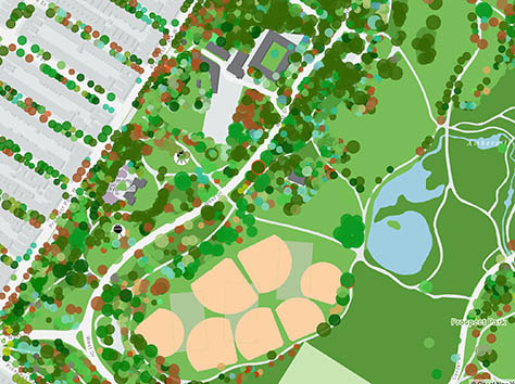 Learning Hub: Trees and Plants in New York City Parks : NYC Parks
