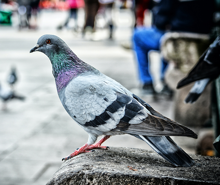 NYC’s Most Iconic Residents: Pigeons : NYC Parks
