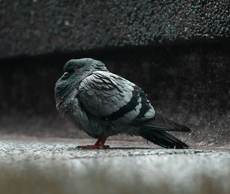 NYC’s Most Iconic Residents: Pigeons : NYC Parks