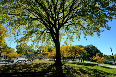 Great Trees : NYC Parks