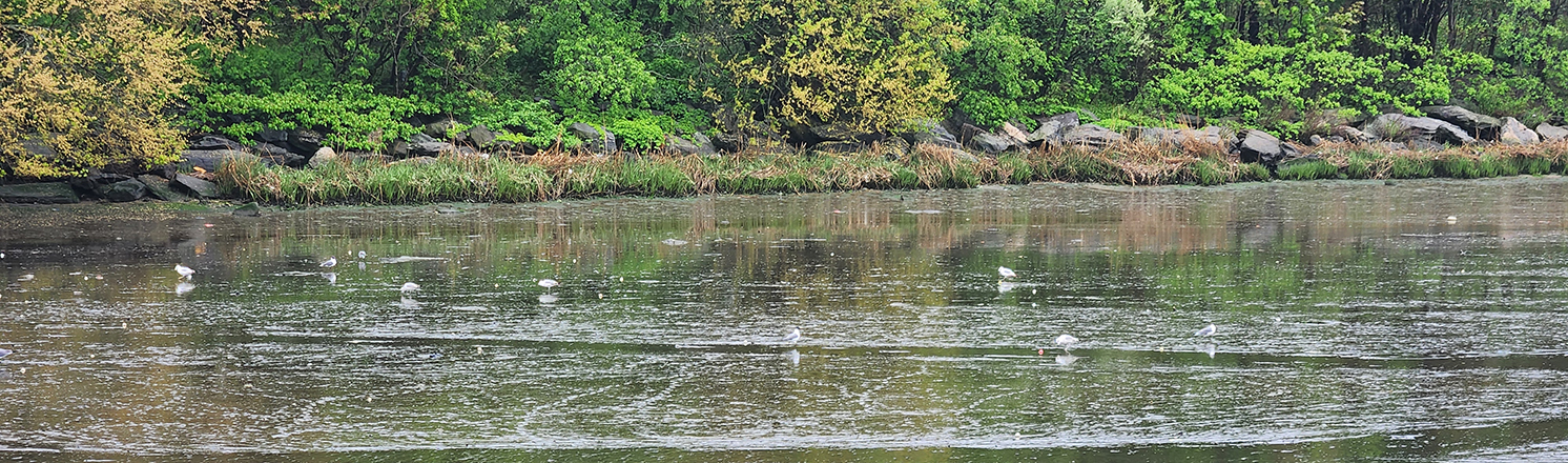 Calvert Vaux Park Hiking Trails : NYC Parks