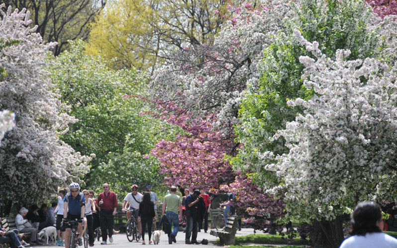 Spring Blooms at NYC Parks : NYC Parks