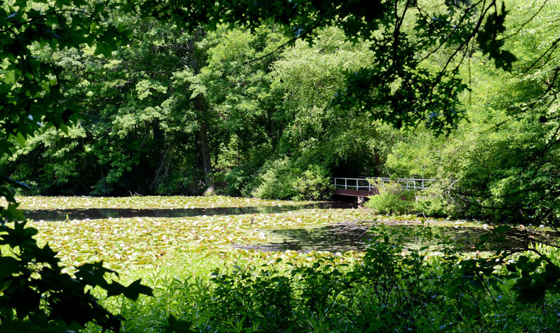 Explore NYC’s Wilderness in Staten Island’s South Shore : NYC Parks