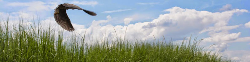 Birding at NYC Parks : NYC Parks