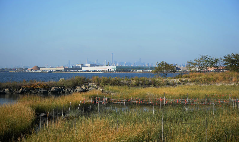 Salt Marsh Restoration at Soundview Park : NYC Parks