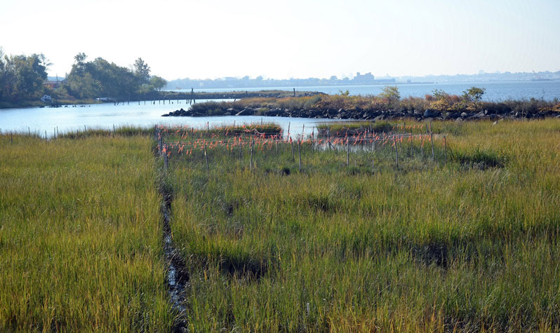 Salt Marsh Restoration at Soundview Park : NYC Parks