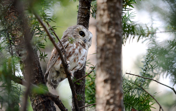 Exploring What Owls Eat: A Look Inside An Owl Pellet : NYC Parks