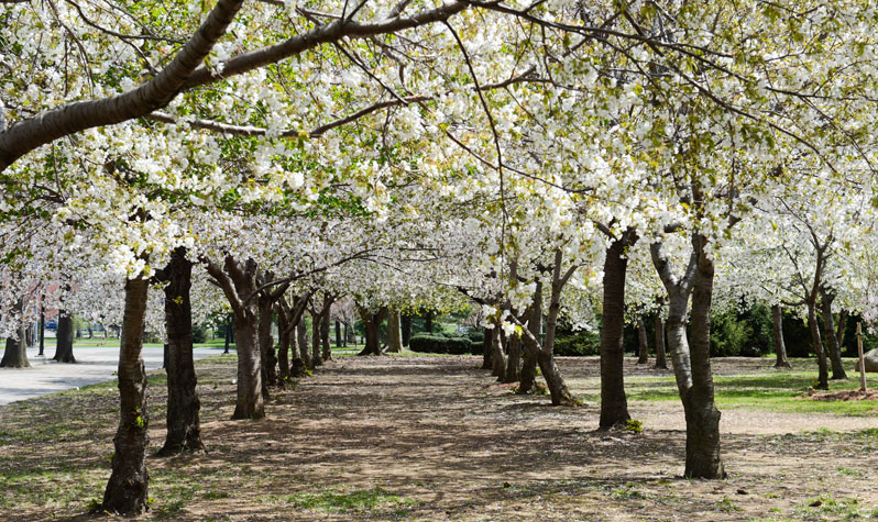Spring Blooms at NYC Parks : NYC Parks