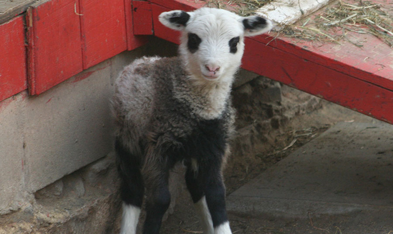 Visit These New Zoo Animals in NYC : NYC Parks