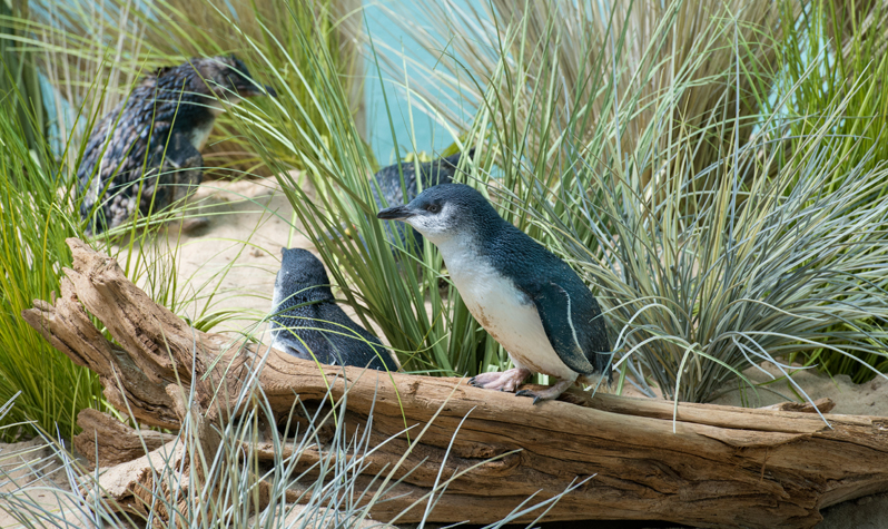 Visit These New Zoo Animals in NYC : NYC Parks