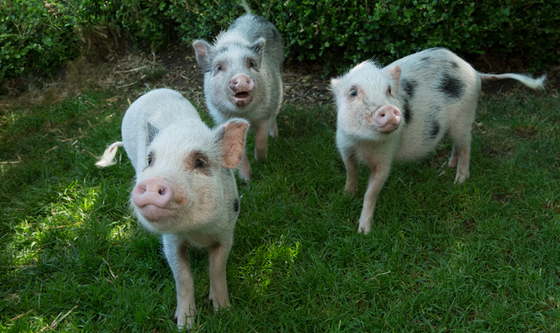 Visit These New Zoo Animals in NYC : NYC Parks