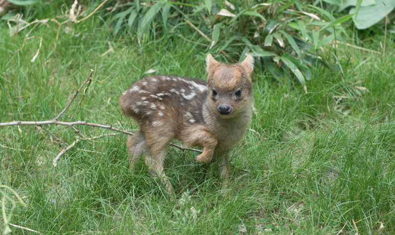 Visit These New Zoo Animals in NYC : NYC Parks