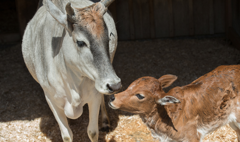 Visit These New Zoo Animals in NYC : NYC Parks