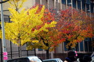 Street Tree Planting : NYC Parks
