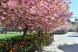 Marcus Garvey Park Outdoor Pools : NYC Parks