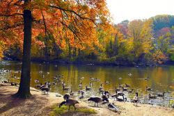 Clove Lakes Park : NYC Parks
