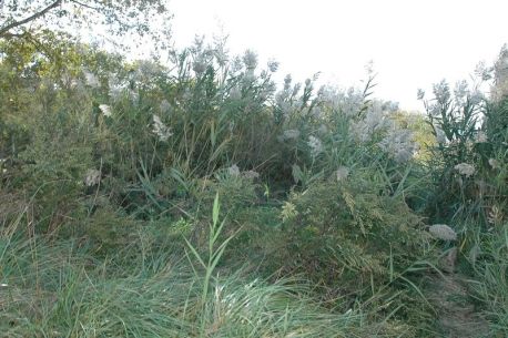 Kaiser Park : Photo Gallery : New York City Department of Parks ...