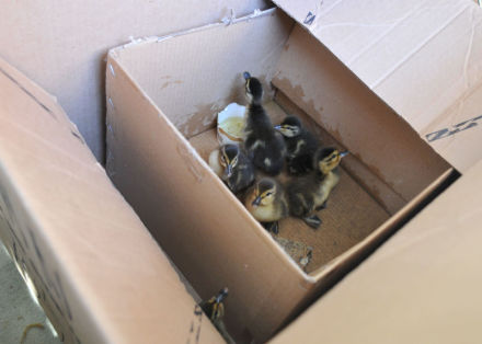 Box of Ducklings : Photo Gallery : New York City Department of Parks ...