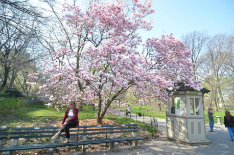 Spring in Central Park : Photo Gallery : New York City Department of ...
