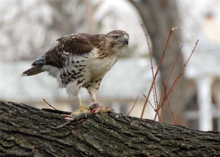 Red-tailed hawk : Photo Gallery : New York City Department of Parks ...