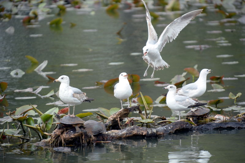 Baisley Pond Park Events - Aquatic Insects Exploration : NYC Parks