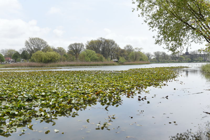 Baisley Pond Park : NYC Parks