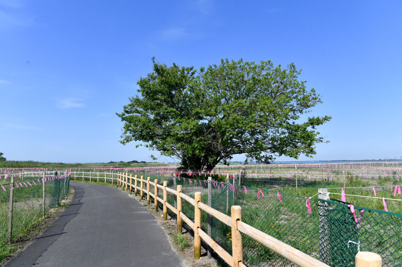 Sunset Cove Park : NYC Parks