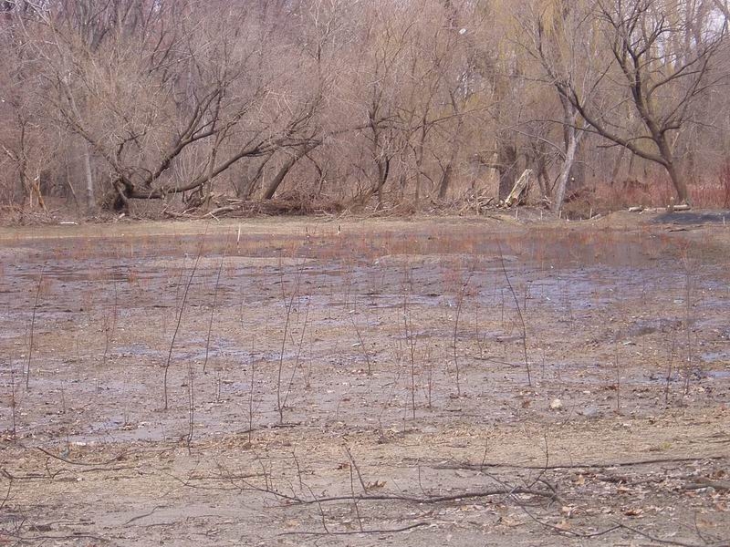 Bronx River Forest Floodplain and River Channel Rehabilitation Project ...