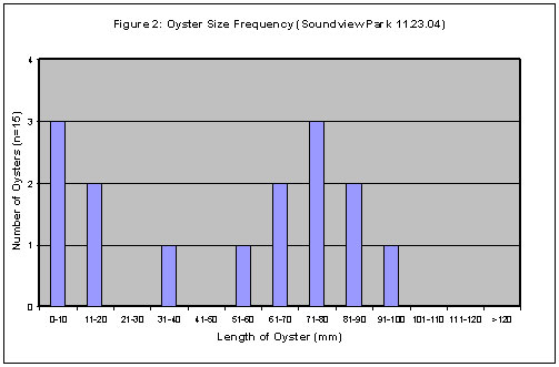 Oyster Abundance and Size Distribution Survey : Fish and Shellfish ...