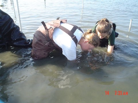 Bronx River Restoration Projects – Fish and Shellfish Habitat Creation ...
