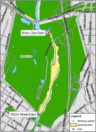 Anadromous Fish Reintroduction : Bronx River Restoration Projects ...
