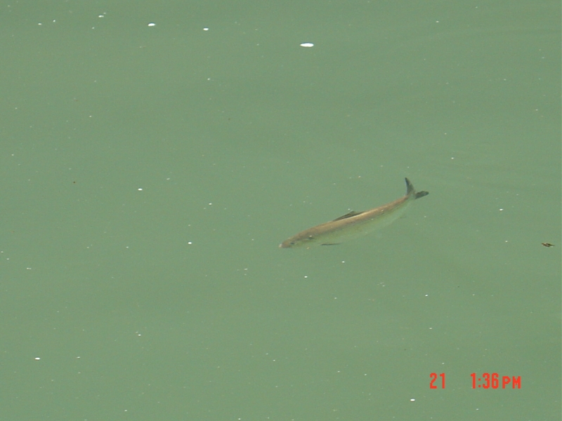Anadromous Fish Reintroduction : Bronx River Restoration Projects ...