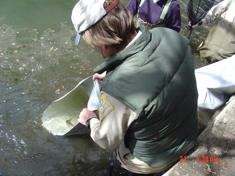 Anadromous Fish Reintroduction : Bronx River Restoration Projects ...