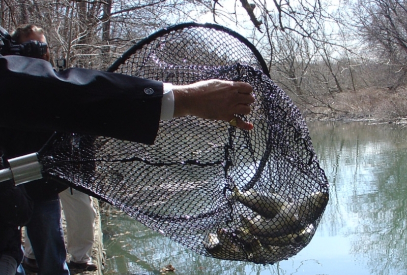 Anadromous Fish Reintroduction : Bronx River Restoration Projects ...