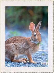 Forever Wild : NYC Parks