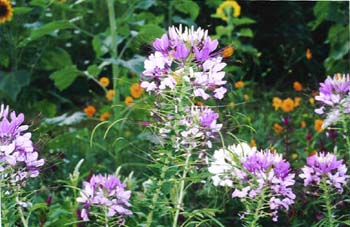 Citywide Bloom Gallery : Parks in Bloom : NYC Parks