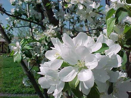 Citywide Bloom Gallery : Parks in Bloom : NYC Parks