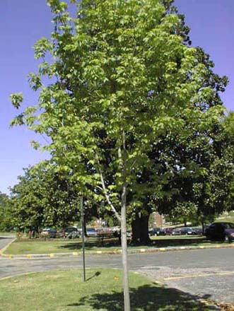 Citywide Bloom Gallery : Parks in Bloom : NYC Parks